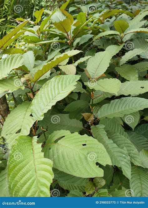 Lots Of Kratom Plants Fertile Mitragyna Speciosa Stock Image Image Of