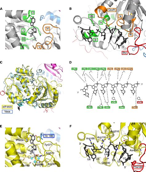 Figure From The Crystal Structure Of The Exon Junction Complex Reveals How It Maintains A