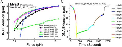 Single Molecule Stretching Experiments On Mvau Dna A In The Presence Download Scientific