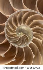 1 848 Chambered Nautilus Royalty Free Photos And Stock Images Shutterstock