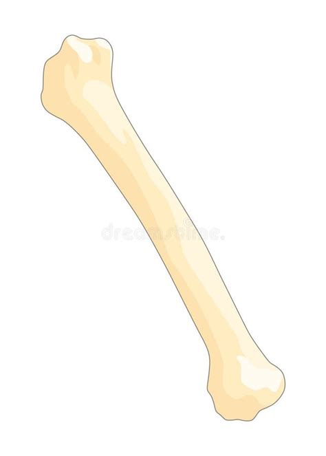 Bones Type Skeleton Educational Anatomical Diagram Element Bone
