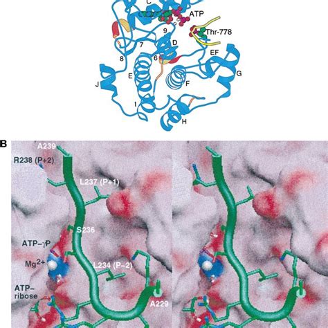 Catalytic Domain Sequence Alignment The Amino Acid Sequences Of The Download Scientific