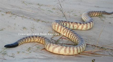 Blackheaded Python Collection Splitrock Reptiles
