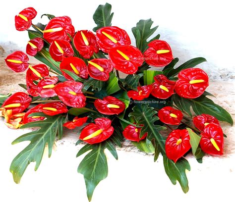 Anthurium Arrangements