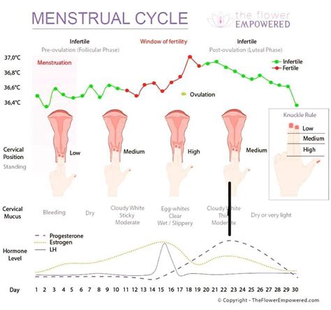 How To Confirm Ovulation Artofit