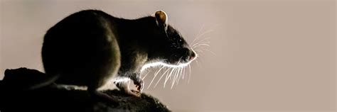 Map Reveals Most Rodent Infested Us States Bell Laboratories Inc