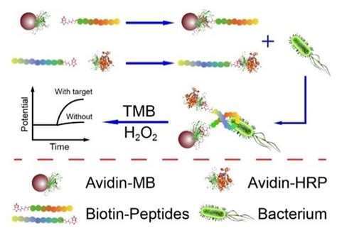 A Potentiometric Electrochemical Biosensor Composed Of The Biotinylated