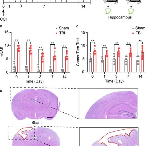 Traumatic Brain Injury Tbi Induced Neurological And Brain Tissue