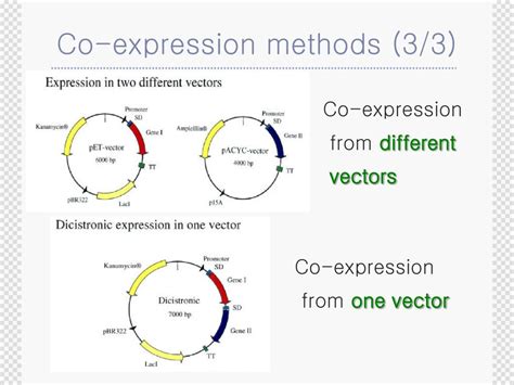 PPT Co Expression With Duet Vectors PowerPoint Presentation Free Download ID
