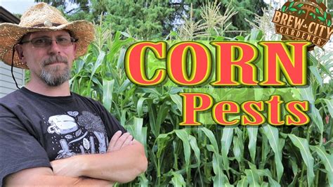 7 Signs Your Corn Plant Has Pests And How To Act Fast Guide