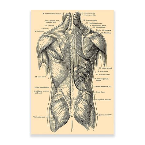Anatomía De Los órganos Del Cuerpo Desde La Espalda