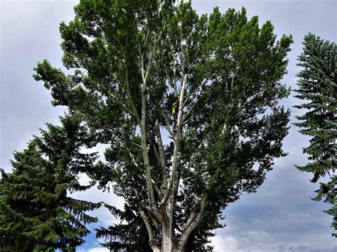 Tree Removal Service Edmonton Call The Experts Today