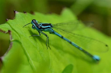 Fotos De Libelinha Azul Civil Imagens De Libelinha Azul Civil Sem