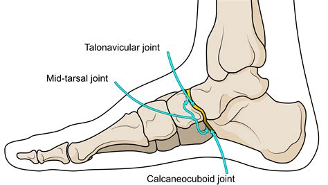 Joints Of Foot