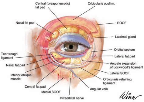 Blepharoplasty 5 Essential Technical Insights