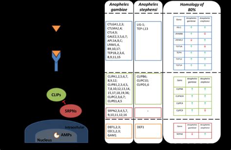 Immune Related Transcripts Of Anopheles Gambiae And Anopheles Stephensi