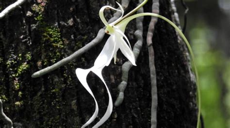 Rare Ghost Orchid Makes Its Way To London A Long Way From Its Roots In