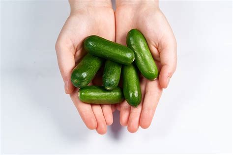 7 Small Cucumber Varieties Plantglossary