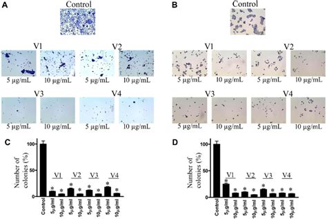 Clonogenic Assay Notes Anchorage Dependent Colony Formation Assay
