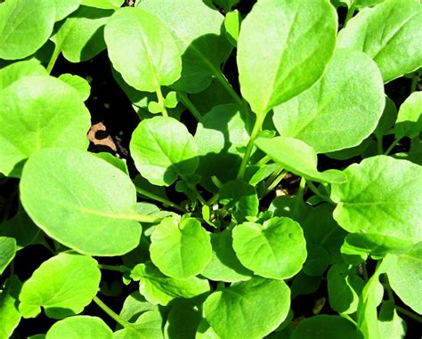 Are Yellow Rocket Flowers Edible At Edward Padgett Blog