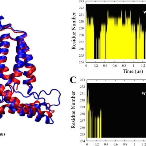 Carboxyl Terminal Secondary Structure A Visual Representation Of The