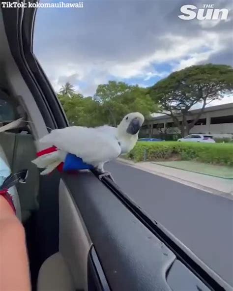 Video Sumeet Singh Thakur Posted On Linkedin