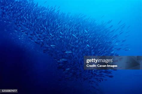 Small Kelp Photos And Premium High Res Pictures Getty Images