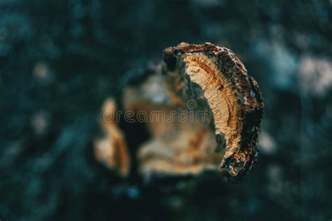 Detail Of The Half Of A Broken Tree Stock Image Image Of Background Environment 200164769