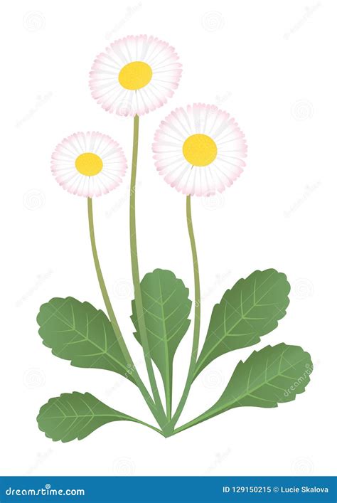 Perennis Del Bellis Ilustración Del Vector Ilustración De Fondo