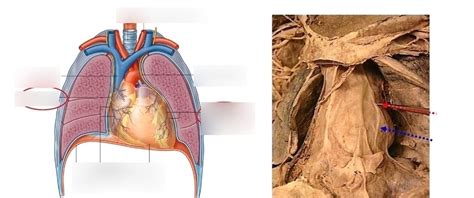 Schaubild „n Phrenicus A V Pericardiophrenicae Dex Sin“ Quizlet