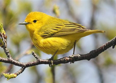 Yellow Warbler Immature
