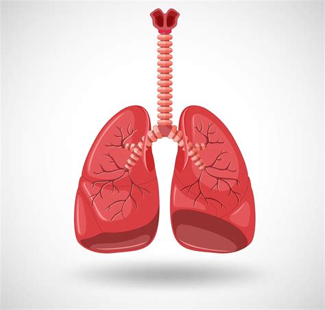 Lung Cancer Immunotherapy Trial Proves Efficacy Emednews