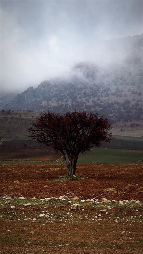 Hamzebp ‎123 و من اما هزار بار روییده‌ام 🌱 درهاژدها ریژاو عکاسیطبیعت طبیعت