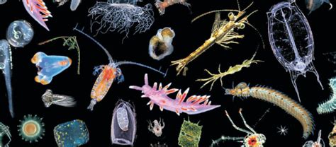 What Do Krill Eat Understanding The Diet Of Antarctic Krill