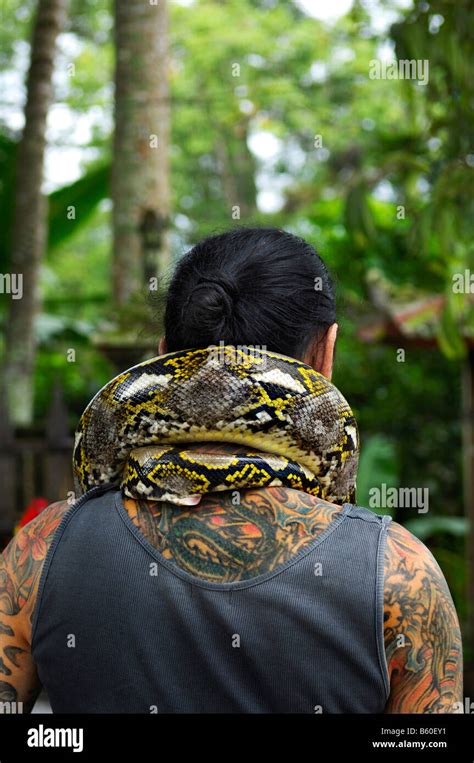 Tatooed Man From Behind Python Around His Neck Near Ubud Bali Indonesia Southeast Asia