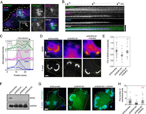 Pi 3 4 P2 Mediated Membrane Tubulation Promotes Integrin Trafficking