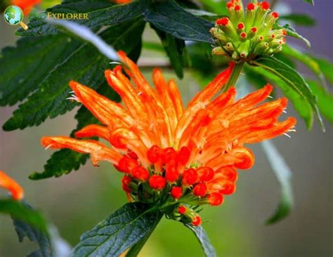 Wild Dagga Flower Leonotis Ocymifolia Wildflower Bioexplorer