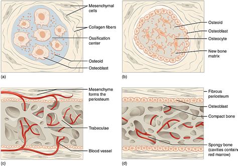 Difference Between Endochondral Ossification And Intramembranous Ossification Pediaa Com