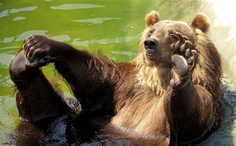 Прикольні картинки про ведмедя