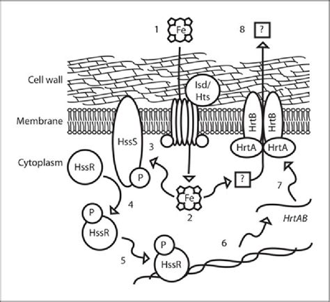 Figure 1 From The Heme Sensor System Of Staphylococcus Aureus Semantic Scholar