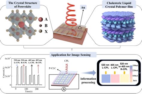 华南先进光电子研究院周国富团队胡小文课题组在《advanced Functional Materials》发表圆偏振光电探测器研究成果 华南师大新闻网