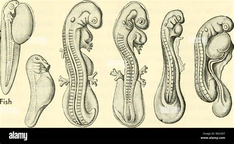 Animal Embryo Similarities