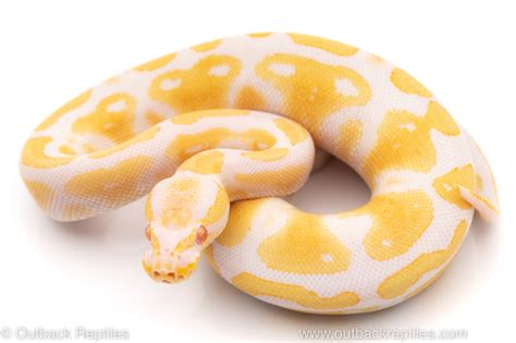 Male Albino Burmese Python