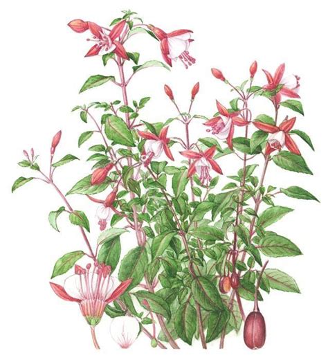西本眞理子 花の絵日記