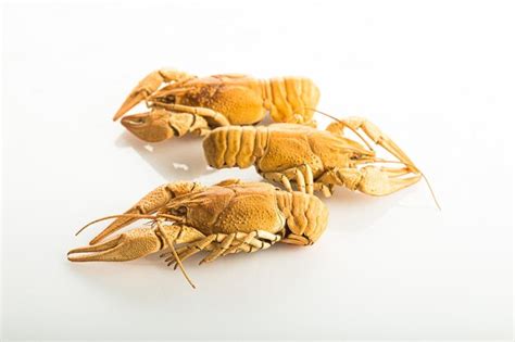 Premium Photo Dried Dry Old Skeleton Of Crayfish Orange Color On