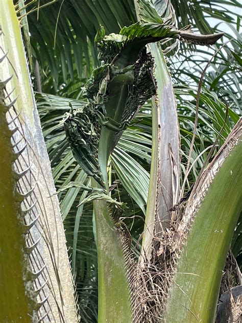 Boron Deficiency In Oil Palm