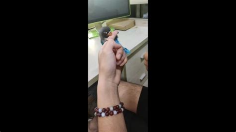 六月份手养的普兰黑头牡丹非常粘人一次不小心飞走了很难过 生活 生活技巧 好看视频