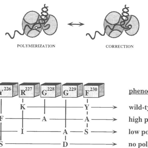 Pdf A Dna Binding Motif Coordinating Synthesis And Degradation In Proofreading Dna Polymerases