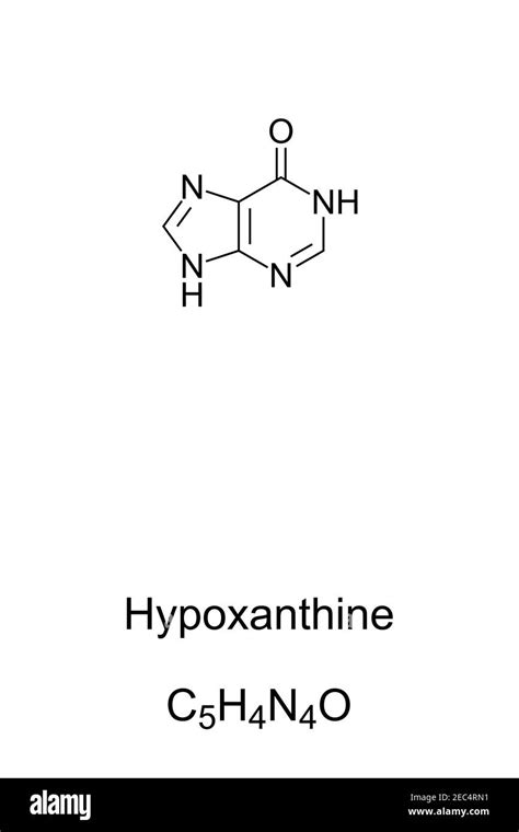 Molecular Structure Of Purine