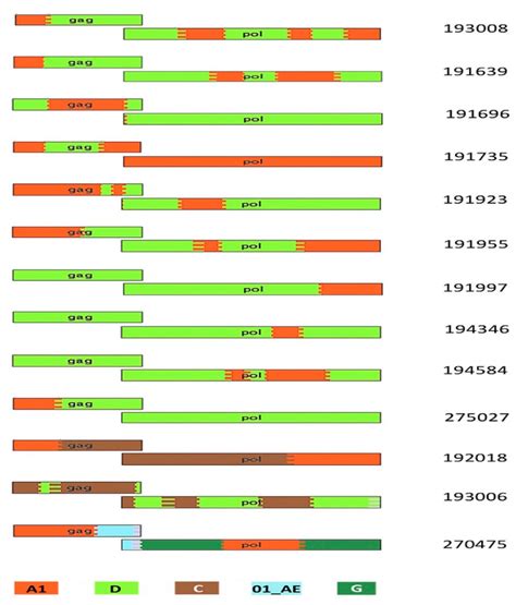 Hiv 1 Breakpoint Map Showing The Recombination Patterns Across The 13